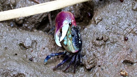 A crab with one claw, fiddler crab, is f... | Stock Video | Pond5