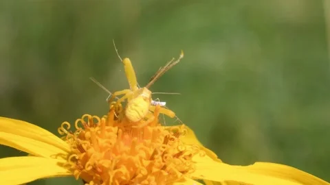 crab spider, portrait, Thomisus sp., ... | Stock Video | Pond5