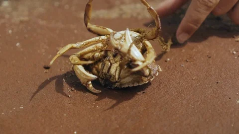 Crab stuck upside down is flipped with s... | Stock Video | Pond5