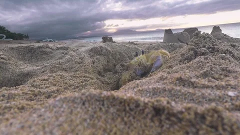 Crab throwing sand at the beach with bea... | Stock Video | Pond5