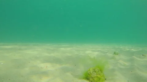 Crabs walks on seabed between rare mound... | Stock Video | Pond5