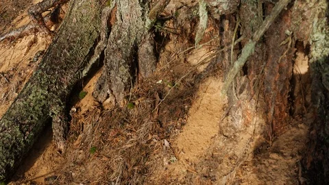 Crane camera movement of tree filmed fr... | Stock Video | Pond5