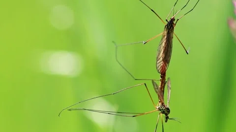 Crane fly couple showing mating behavior... | Stock Video | Pond5