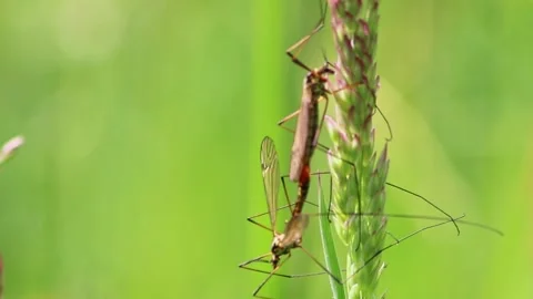 Crane fly couple showing mating behavior... | Stock Video | Pond5