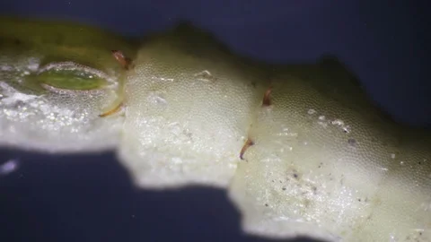 Crane Fly Larva Stock Videos – Royalty-Free HD & 4K Videos