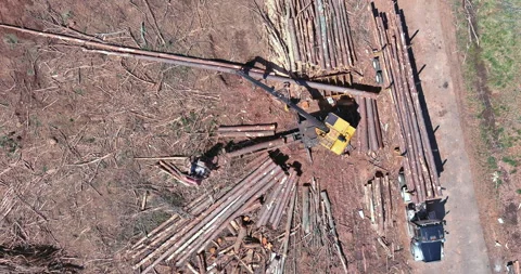 Crane manipulator assists in loading cut... | Stock Video | Pond5