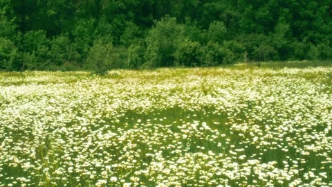 Chamomile Top View Stock Videos – Royalty-Free HD & 4K Videos | Pond5