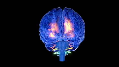 Cranial nerves anatomy, animation | Stock Video | Pond5