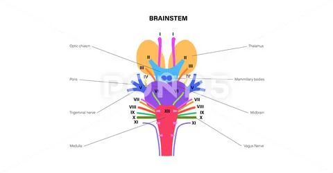 Cranial nerves anatomy ~ Clip Art ~ Download Now #278843539