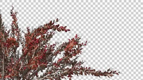 Crape Myrtle Chromakey Crown Isolated Bu... | Stock Video | Pond5