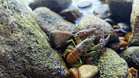 Crawdad Sea Animal Stock Videos – Royalty-Free HD & 4K Videos | Pond5