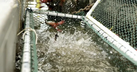 Crawfish Stock Video Footage | Royalty Free Crawfish Videos | Pond5