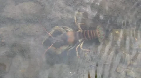 Crawfish Crayfish Top Down angle | Stock Video | Pond5