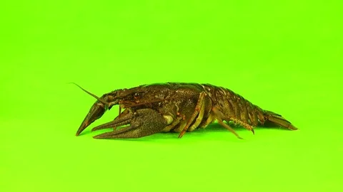 Sea Life Green Screen Stock Video Footage | Royalty Free Sea Life Green ...