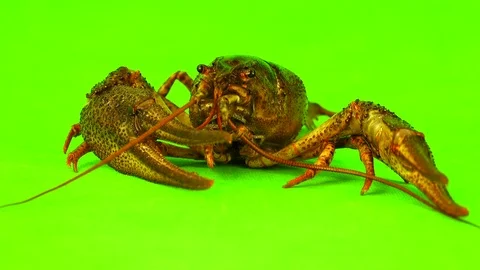 Lobster Green Screen Stock Video Footage | Royalty Free Lobster Green ...