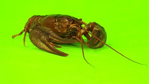 crawfish on green screen, studio shot | Stock Video | Pond5