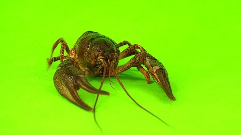 Lobster Green Screen Stock Video Footage | Royalty Free Lobster Green ...