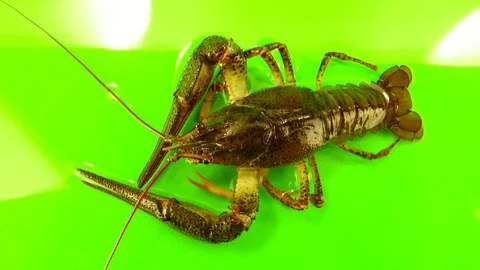 crawfish on green screen, studio shot | Stock Video | Pond5
