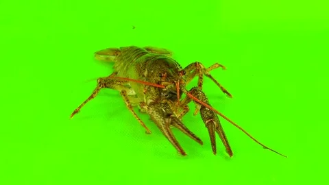 crawfish on green screen, studio shot | Stock Video | Pond5