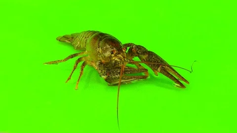 crawfish on green screen, studio shot | Stock Video | Pond5