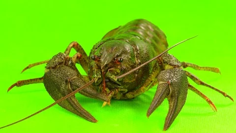 crawfish on green screen, studio shot | Stock Video | Pond5