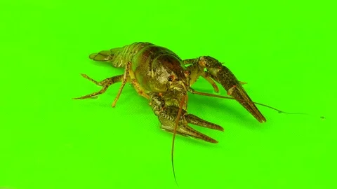 crawfish on green screen, studio shot | Stock Video | Pond5
