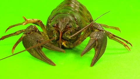 Lobster Green Screen Stock Video Footage | Royalty Free Lobster Green ...