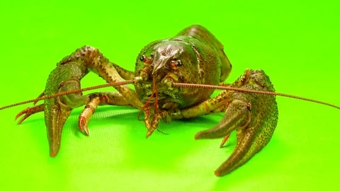 crawfish on green screen, studio shot | Stock Video | Pond5