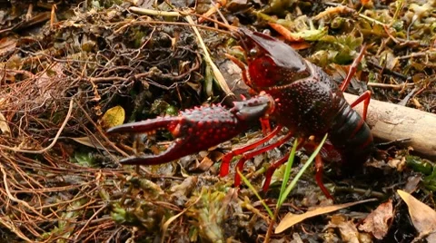 Artist:eurospiders Azores Stock Video Footage | Royalty Free Artist ...