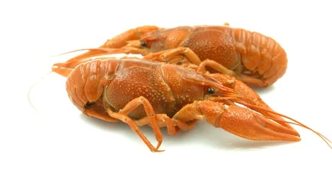 Crawfish. Red boiled crayfishes isolated... | Stock Video | Pond5