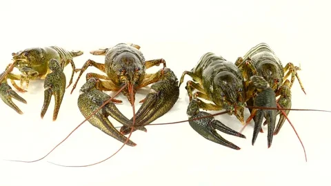 crawfish on white screen, studio shot | Stock Video | Pond5