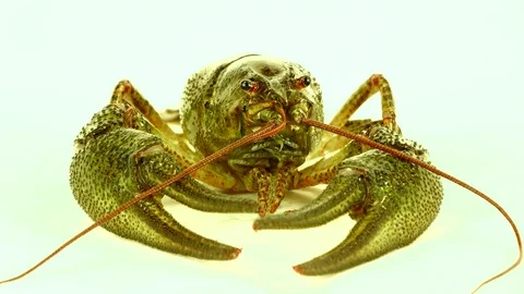 crawfish on white screen, studio shot | Stock Video | Pond5