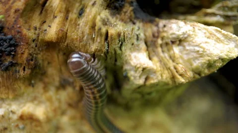 Worm Shiny Stock Footage ~ Royalty Free Stock Videos | Pond5