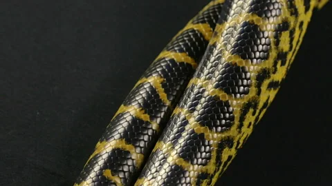 Crawling python on black background | Stock Video | Pond5