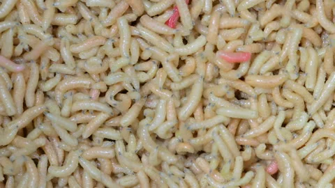 Crawling white maggots | Stock Video | Pond5