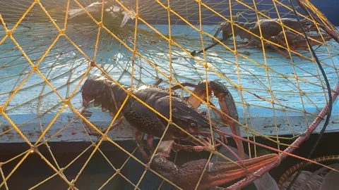 Crayfish in fisherman's traps on lake. C... | Stock Video | Pond5