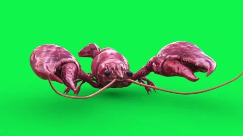 Crayfish Green Screen Attack Front 3D Re... | Stock Video | Pond5