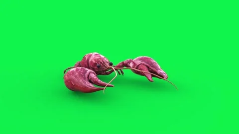 Crayfish Green Screen Walk Front 3D Rend... | Stock Video | Pond5