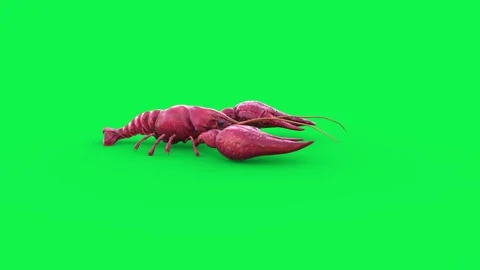Lobster Green Screen Stock Video Footage | Royalty Free Lobster Green ...