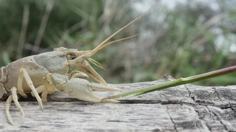 crayfish on a lying tree grabs with its ... | Stock Video | Pond5