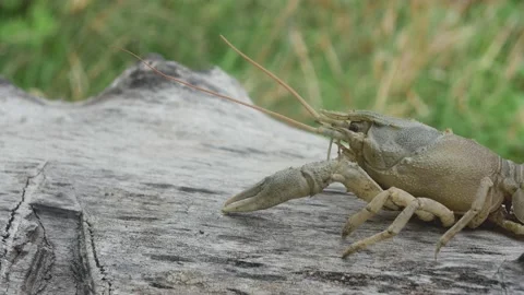 crayfish on a lying tree moves its pince... | Stock Video | Pond5