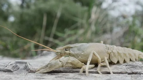 crayfish moves along a lying tree, again... | Stock Video | Pond5
