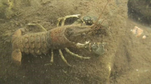 Crawdads Stock Footage ~ Royalty Free Stock Videos | Pond5