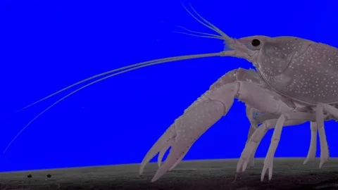 Crayfish Procambarus Clarkii white. Gree... | Stock Video | Pond5