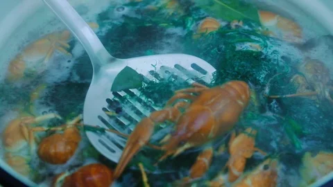 Crawfish Stock Video Footage | Royalty Free Crawfish Videos | Pond5