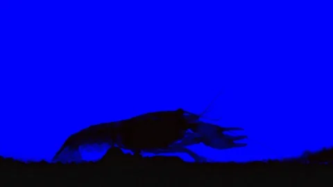 Crayfish Silhouette Stock Videos – Royalty-Free HD & 4K Videos | Pond5