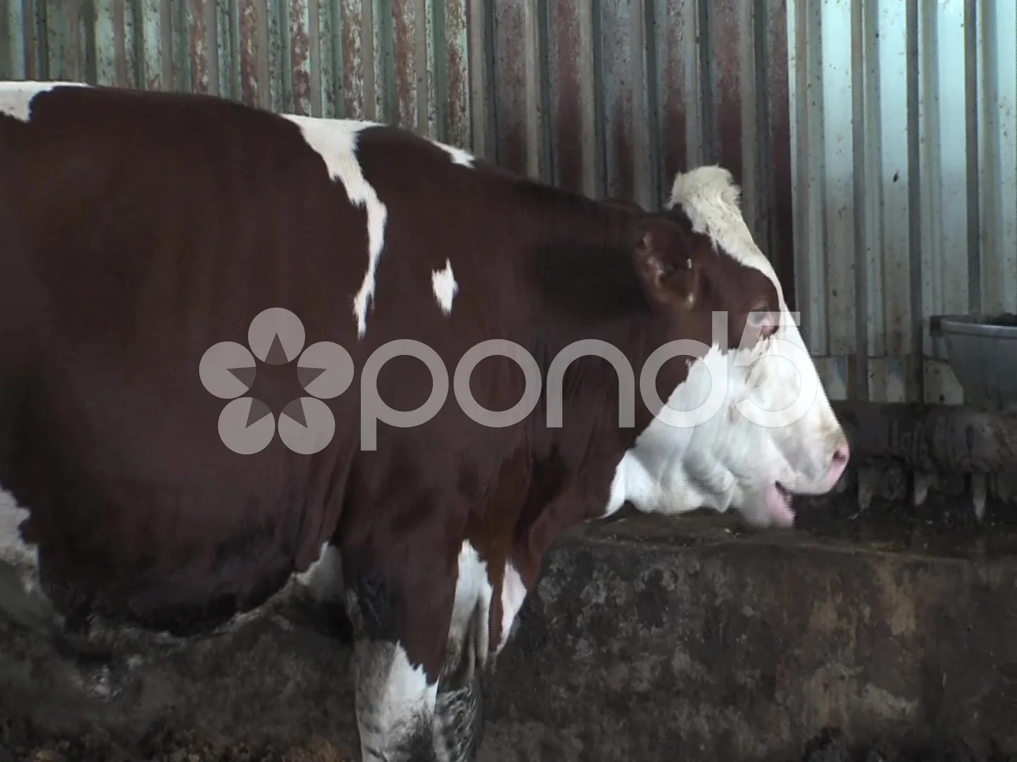 Costume Craze Cow
