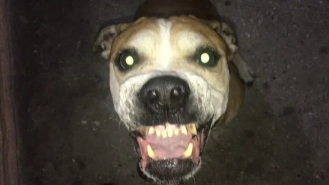 Dog Swearing In Stock Footage ~ Royalty Free Stock Videos | Pond5