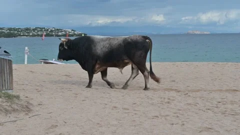 Bull Running Stock Footage ~ Royalty Free Stock Videos | Pond5