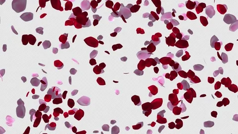 Create Romantic Visuals with Rose Petals... | Stock Video | Pond5